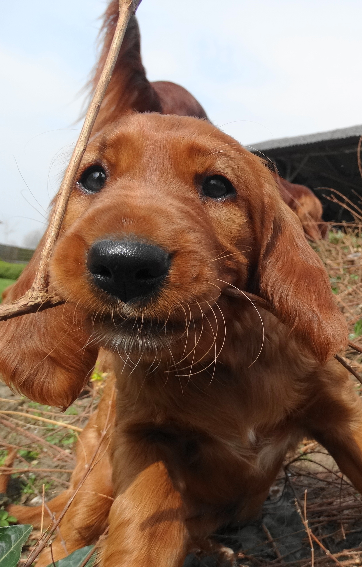 O'Conloch Ierse Setters